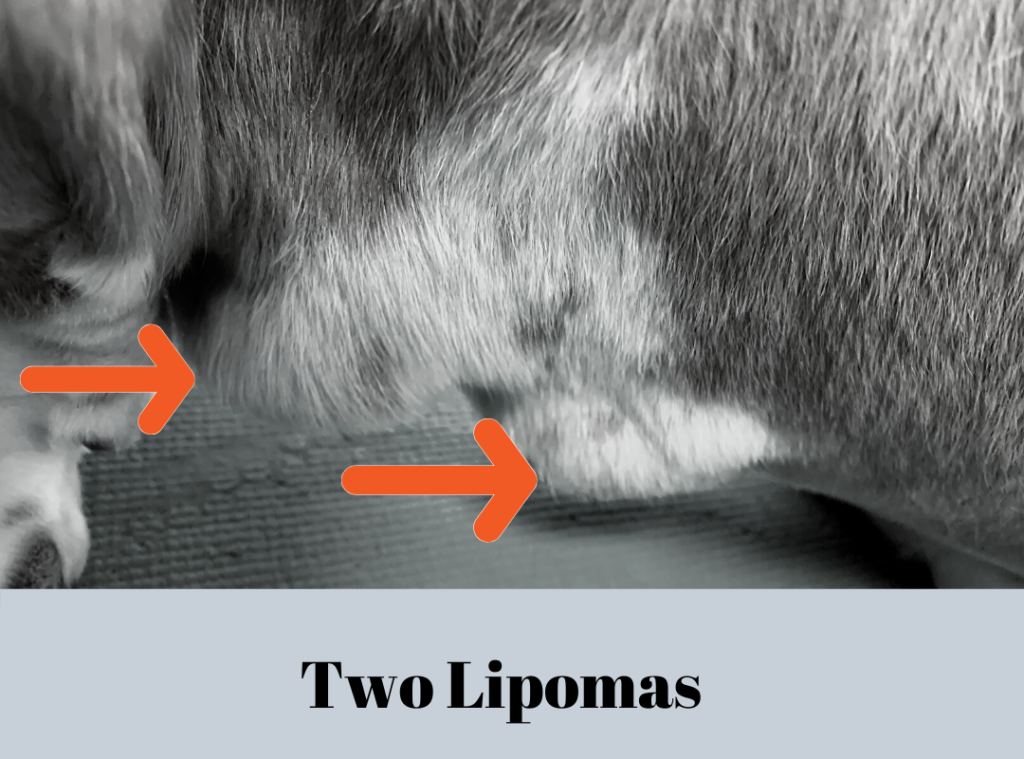 Lipomas in Dogs: An Unconventional Approach | Dr. Magda