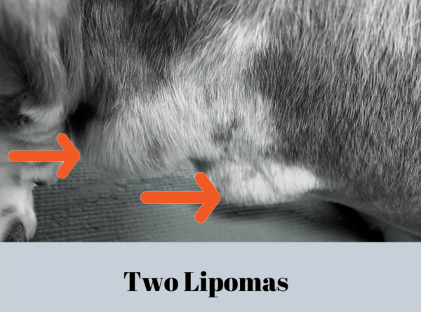 Lipomas in Dogs: An Unconventional Approach | Dr. Magda
