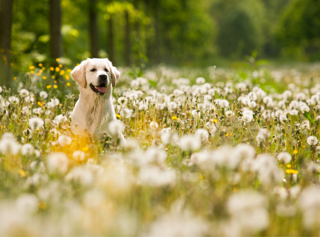 Dandelion Herb for Pets | Dr. Magda